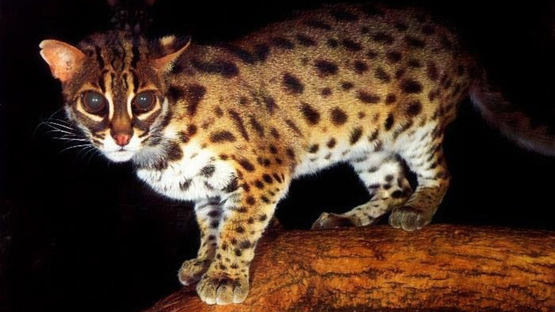 Kenali 5 Jenis Kucing Hutan Yang Unik Di Malaysia | Fanatik Kucing